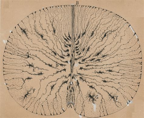 Molecular And Cellular Neurophysiology Lifesciencescourse