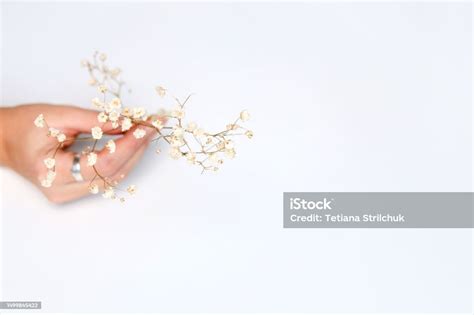 여름철에 패션 아트 핸드 우먼과 그녀의 손에 꽃을 디포커스 하얀 바탕에 긴 손톱을 가진 여성들의 스킨케어 손 부드러운 흰 꽃을