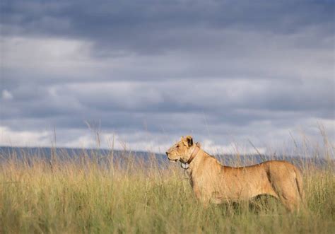 The Marsh Pride Of Lions The Governors Camp