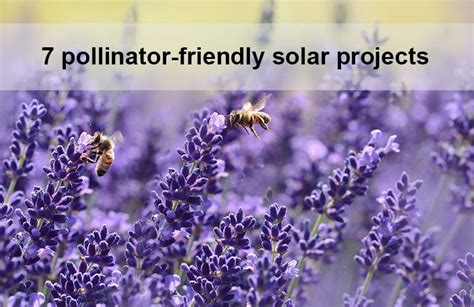 7 Pollinator Friendly Solar Systems And Projects You Need To See