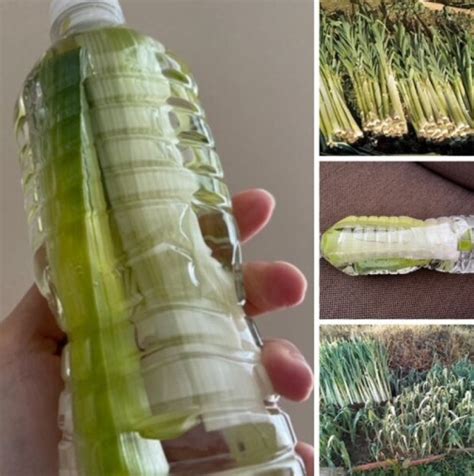 Корен от праз в газирана вода МОЩЕН ЛЕК за високата кръвна захар За Жената