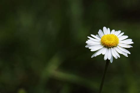 배경 화면 데이지 꽃 줄기 5184x3461 1180578 배경 화면 Wallhere