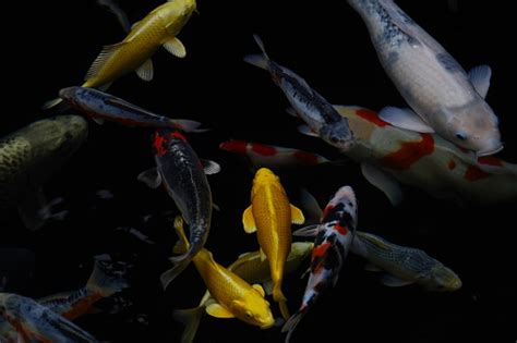맑고 신선한 물 드는 아름 다운 색상 Koi 물고기 0명에 대한 스톡 사진 및 기타 이미지 0명 강렬하고 밝은 색상 거인