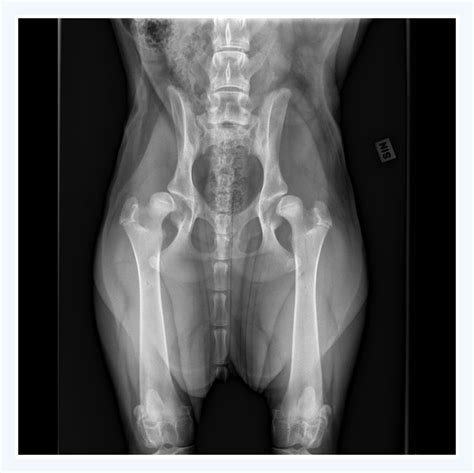 Guía veterinaria completa de la Displasia de Cadera