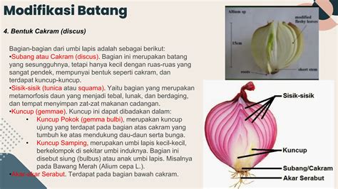 Struktur dan Perkembangan Batang Tumbuhan.pptx