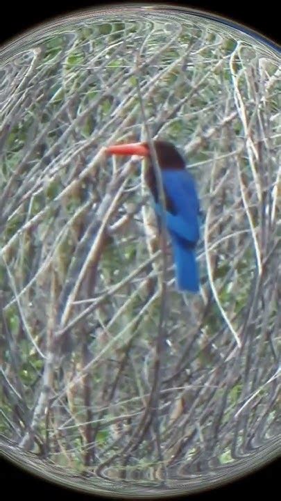 Tengkek Udang On Target Snipper Story Youtube