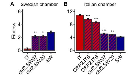 A Large Effect Genetic Trade Off Is Caused By A Single Mutation In Cbf