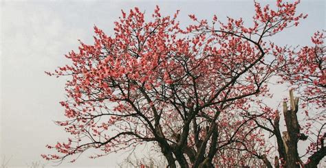 Premium Photo A Tree With Red Flowers In The Spring