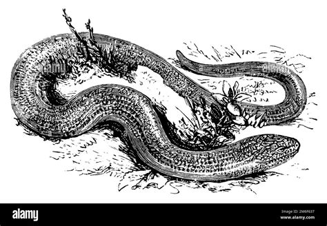 Slow Worm Anguis Fragilis E Hofmann Xa Encyclopedia 1889