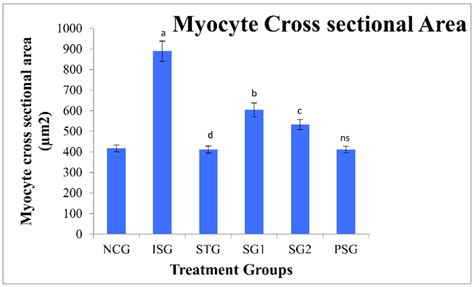 Myocyte Cross Sectional Area Of Different Treatment Groups Where