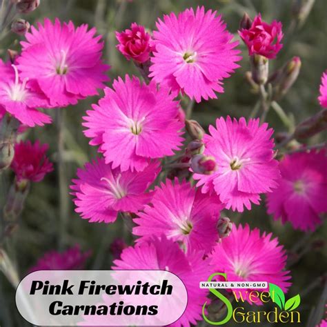 Firewitch Dianthus Etsy