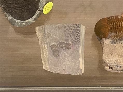 Fl094 Agnostida Trilobite Fossil Qr Learning Platform
