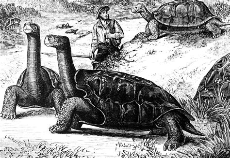 Shukernature Goodbye Lonesome George R I P The Pinta Island Giant