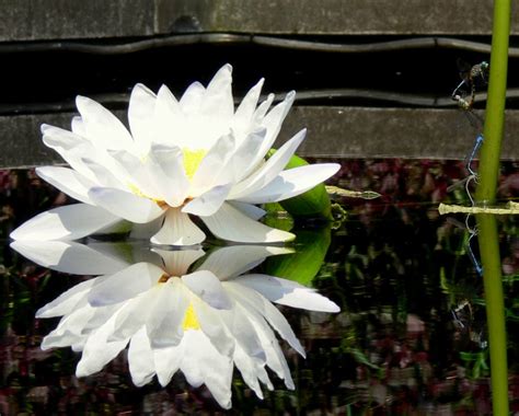 Sex In The Garden Dangerous Intersection