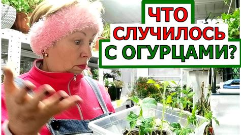 Не везёт с комнатными ОГУРЦАМИ! Всходы в ДОМАШНЕМ ОГОРОДЕ. Скоро ...