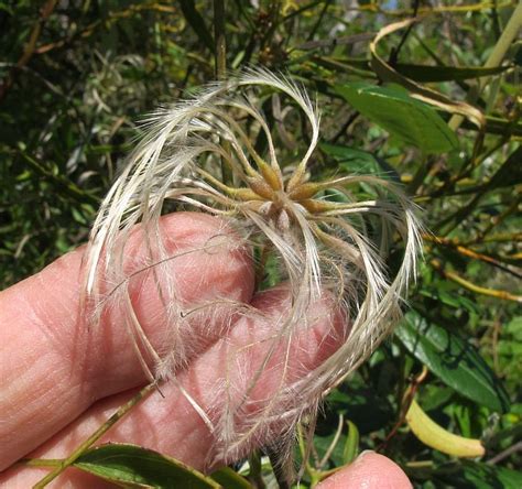 Esperance Wildflowers Clematis Pubescens Common Clematis