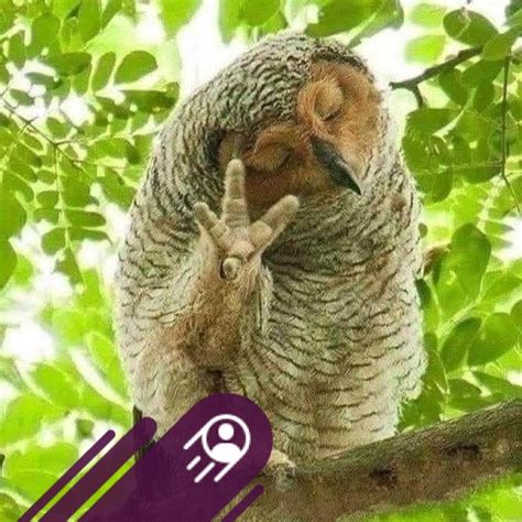 Top Heres A Fascinating Fact About Pandas That You Might Not Know Some Female Pandas In