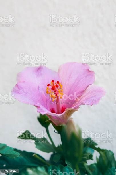 가벼운 벽 바탕에 큰 히 비 스커 스의 아름 다운 장미 꽃 공간 복사 0명에 대한 스톡 사진 및 기타 이미지 0명 관목 기후 묘사 Istock