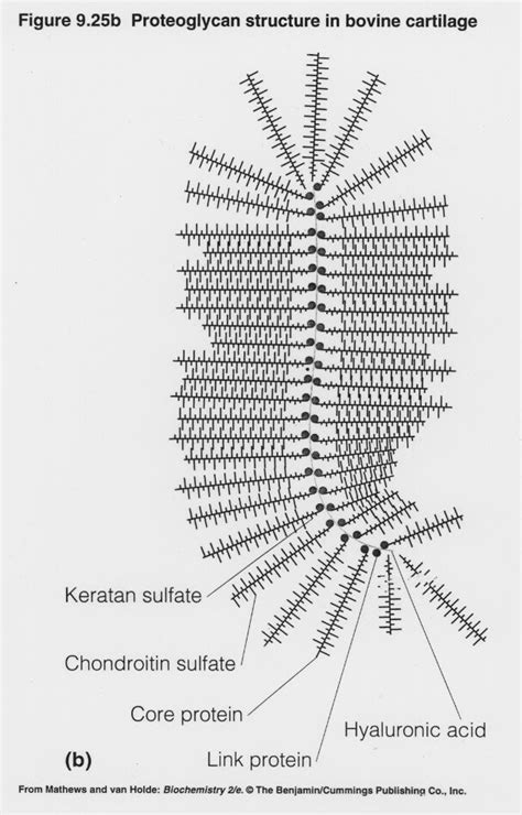 Proteoglycans Human Pathology