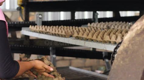 Arranging Egg Trays On Top Of The Conveyor Machine Stock Video Video