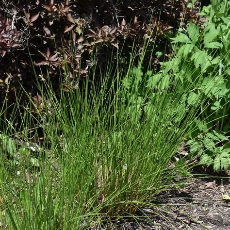 Common Rush Ship My Plants