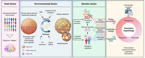 Organoid Guided Precision Hepatology For Metabolic Liver Disease