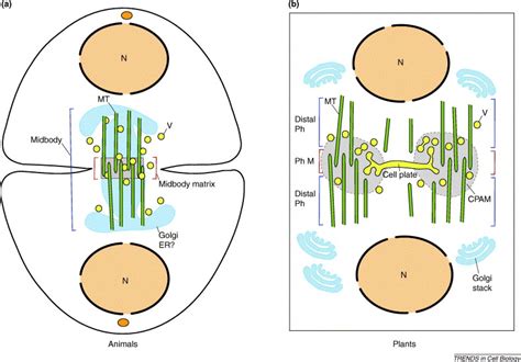 Difference Between Phragmoplast And Cell Plate At Chelsea Sommerlad Blog