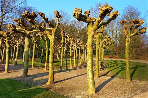 Pollarded Willow Pollards Free Photo On Pixabay Pixabay