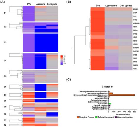 Hierarchical Clustering Analysis Revealed Preferential Localization Of