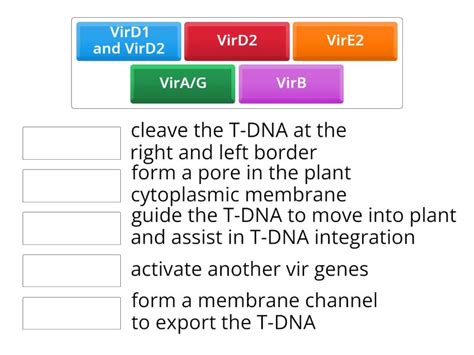 Role Of Vir Gene In Agrobacterium Mediated Transformation Match Up