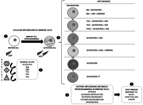 Immunometabolism New Insights And Lessons From Antigen Directed Cellular Immune Responses Pmc