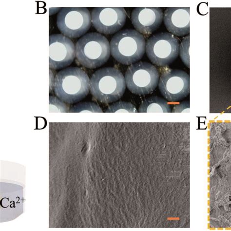 Design And Fabrication Of The Beb Microcapsule A Schematic Download Scientific Diagram