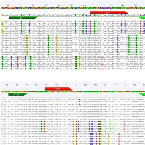 Dorsal View Of The Khapra Beetle Trogoderma Granarium Warehouse Download Scientific Diagram