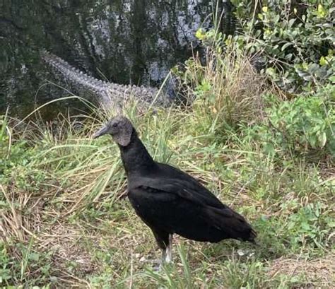 Tamiami Trail Vs Alligator Alley Florida Road Trip Choice
