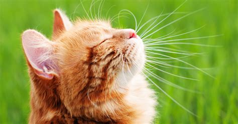 Why Is My Cat Obsessed With Wheatgrass At Carolyn Cotter Blog