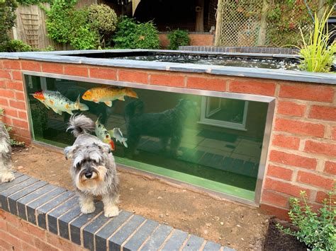 Pond Glass Window The Ultimate Koi Experience Revealed