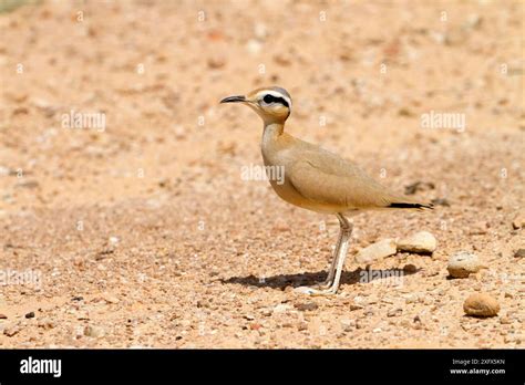 Cream Coloured Courser Cursorius Cursor Socotra Island Unesco World