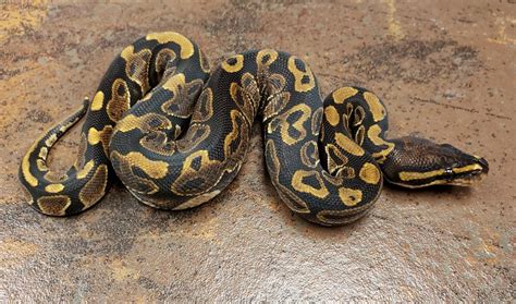 Hydra Ball Python Traits Morphpedia