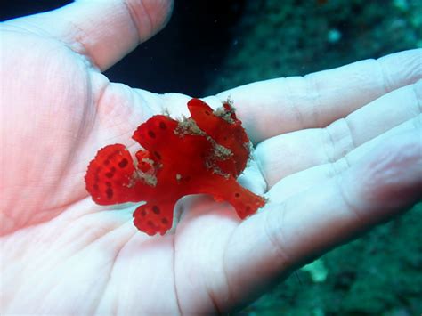 海生物311手中小躄魚 資訊咖