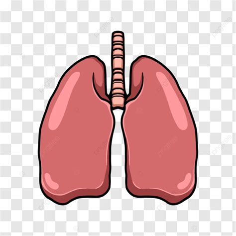 Lung Cartoon Human Body Organs Warp Humanbody Cartoon Illustrations
