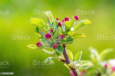 사과 나무의 가지에 꽃이 피는 0명에 대한 스톡 사진 및 기타 이미지 0명 가을 개체 그룹 Istock