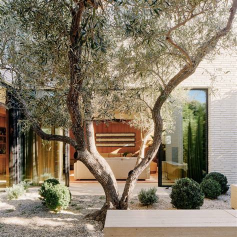 Architecture Dezeen Woods Dangaran House Twentieth Is Organised Around Olive Tree Da Vinci