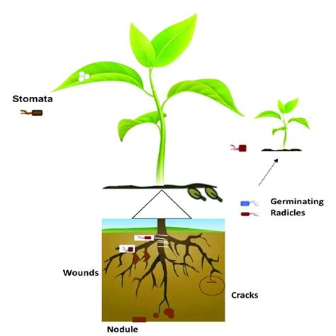 Direct Plant Growth Promotion By Endophytic Bacteria A Process Of
