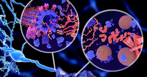 Five Facts About Phosphoflow Cytometry Assays KCAS Bio