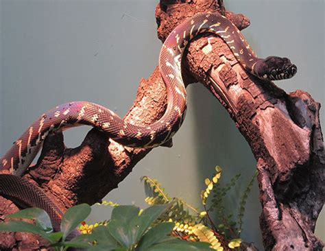 Whats The Difference Between Pythons And Anacondas Alldifferences