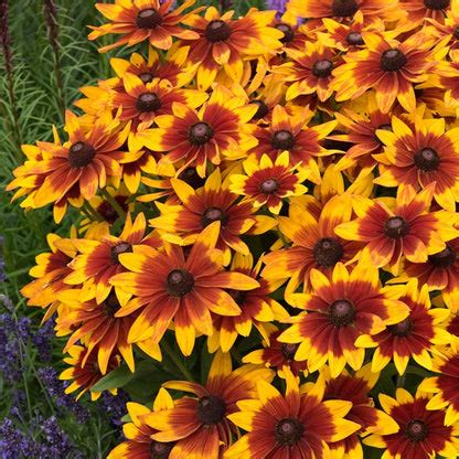 Rudbeckia Sunbeckia Mia Black Eyed Susan Gardeners Dream