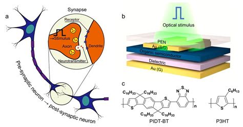 Blank Synapse Diagram
