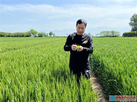 陕西杨凌：科技“壮苗” 助力夏粮稳产增收中国农科新闻网