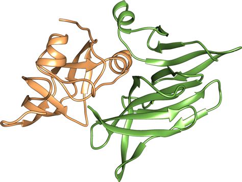 T6ss Nadase Effector Tne2 In Complex With Tni2 Immunity Clipart Full Size Clipart 3289107