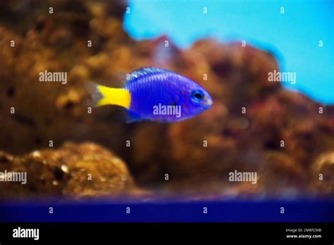 Institute Building Marine Aquarium And Science Museum For Thai People